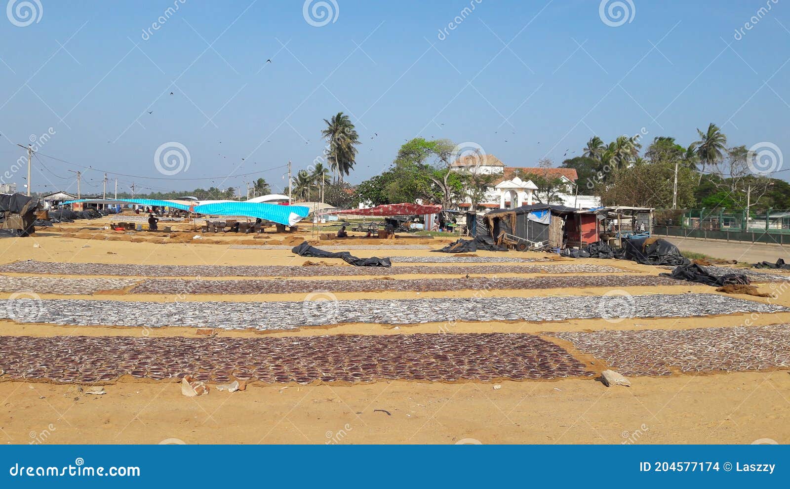 Negombo Dry Fish Market Negombo Stock Photo - Image of negombo, beach ...