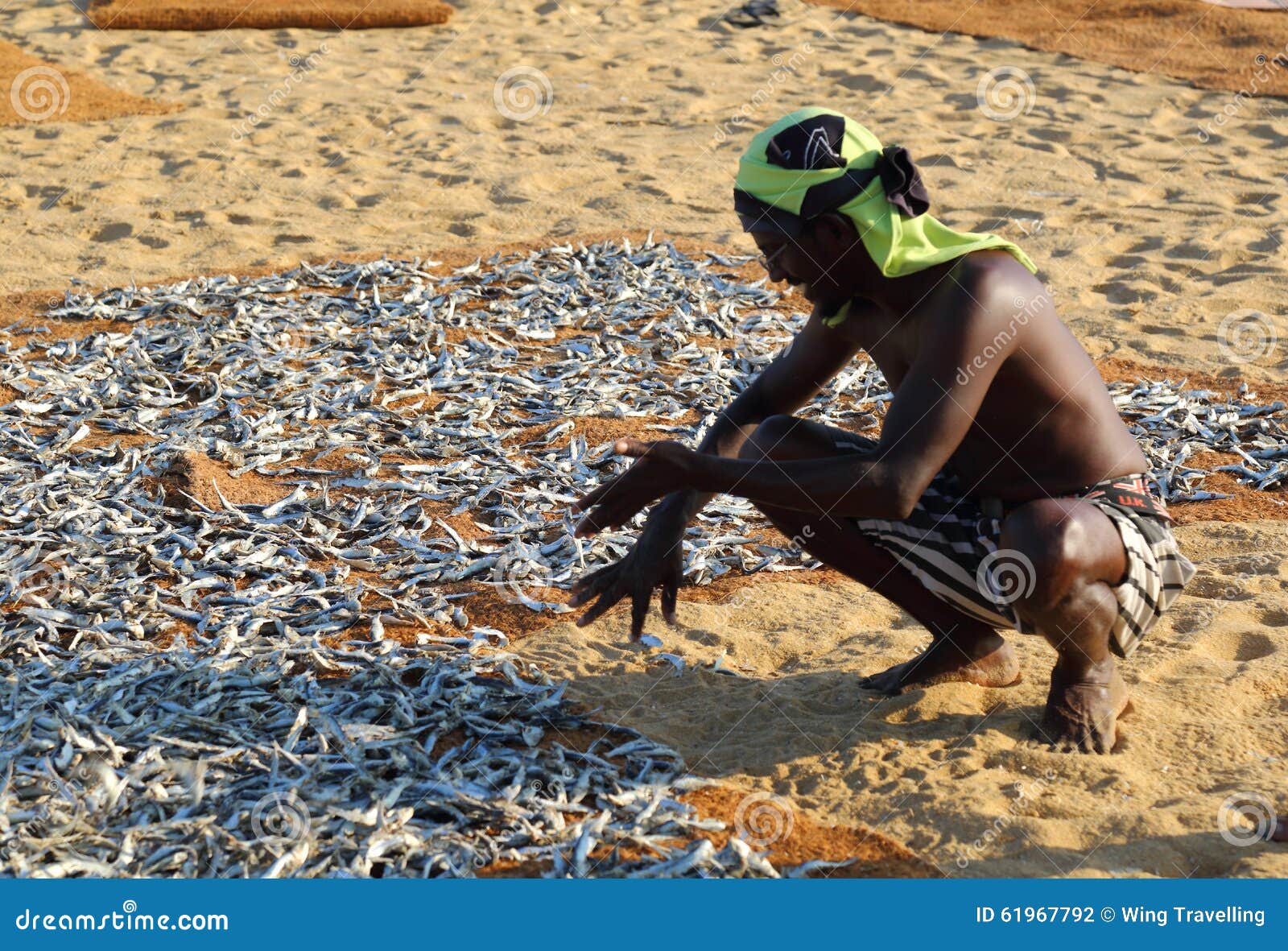 Negombo Fish Market editorial photography. Image of fishes - 61967792