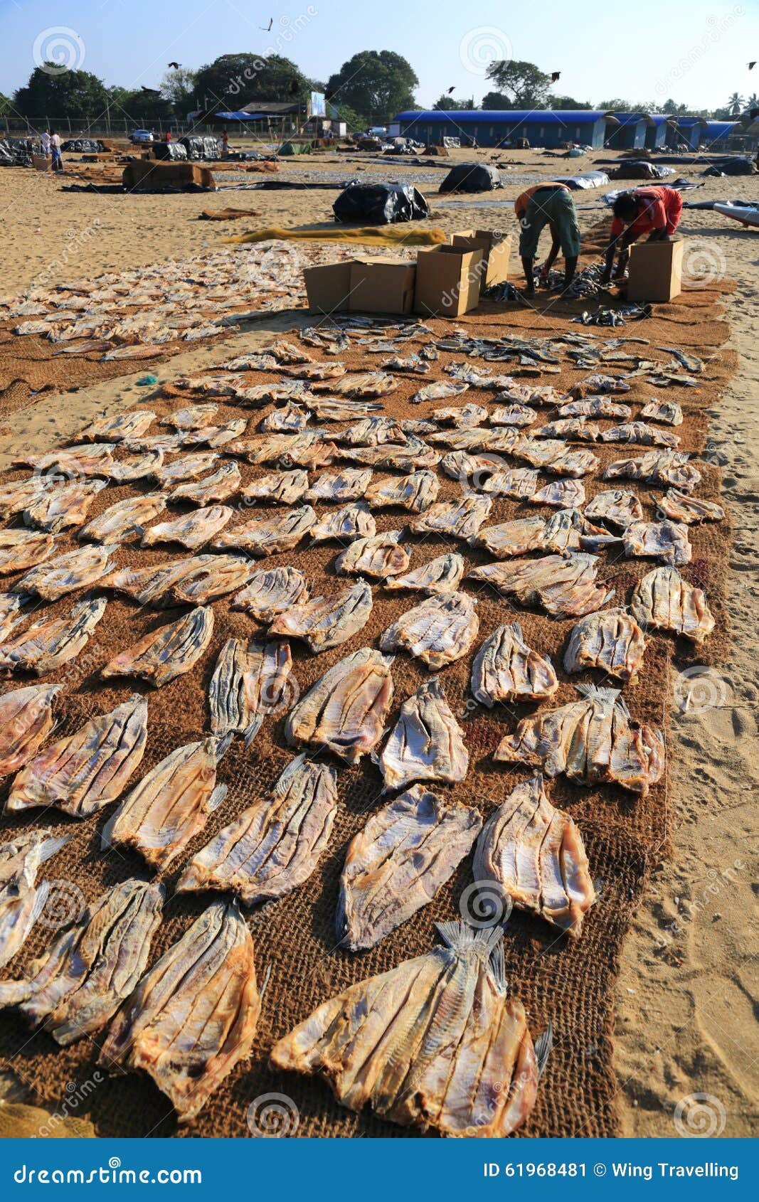 Negombo Fish Market editorial photo. Image of drying - 61968481