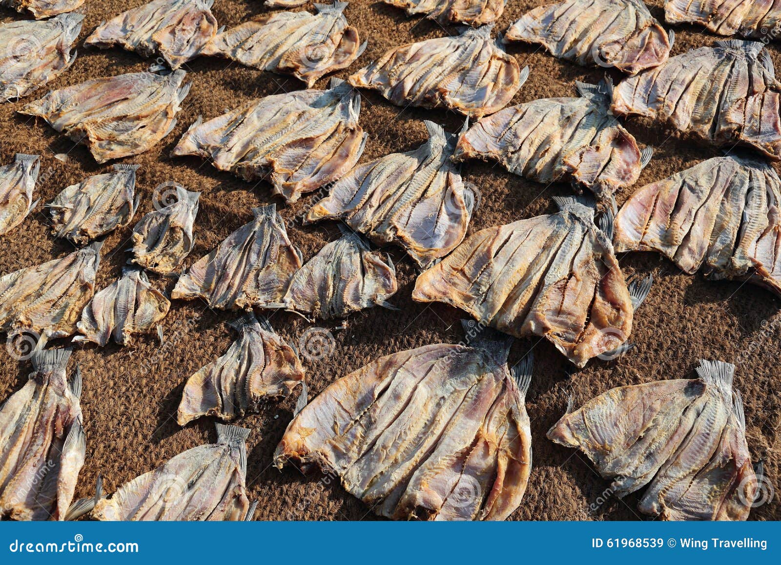 Negombo Fish Market stock image. Image of largest, srilanka - 61968539