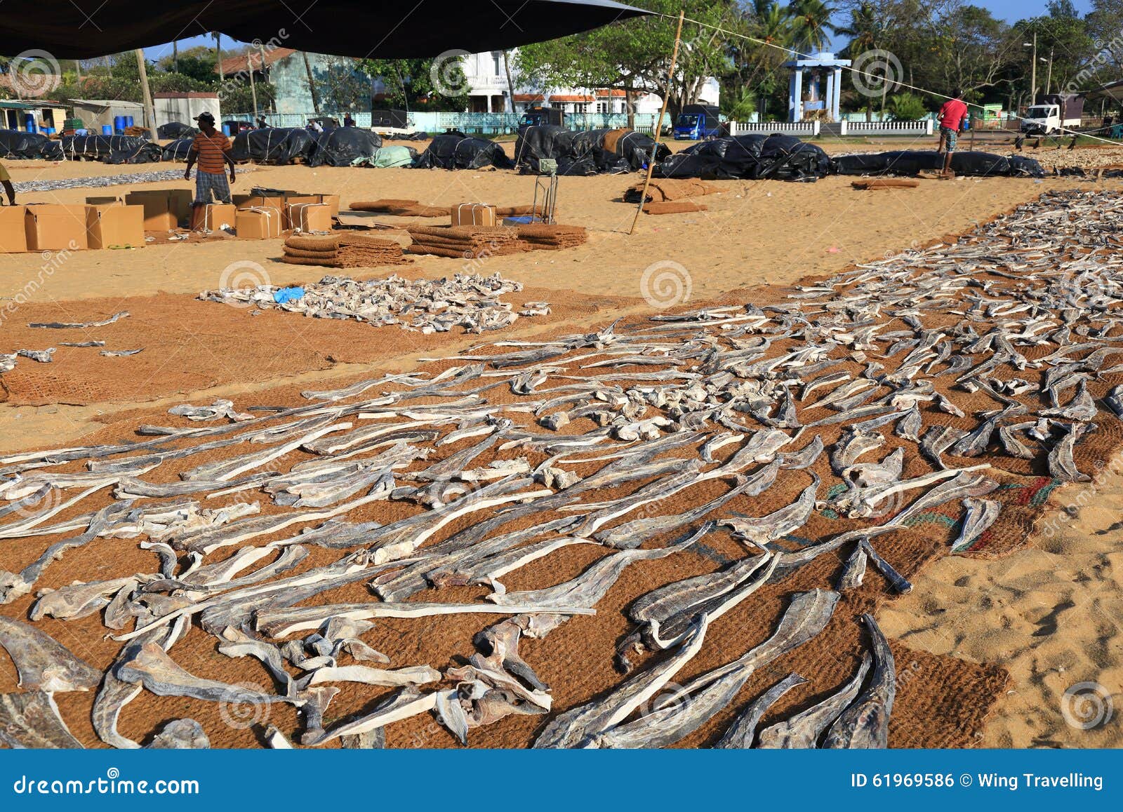 Negombo Fish Market editorial photo. Image of tourism - 61969586