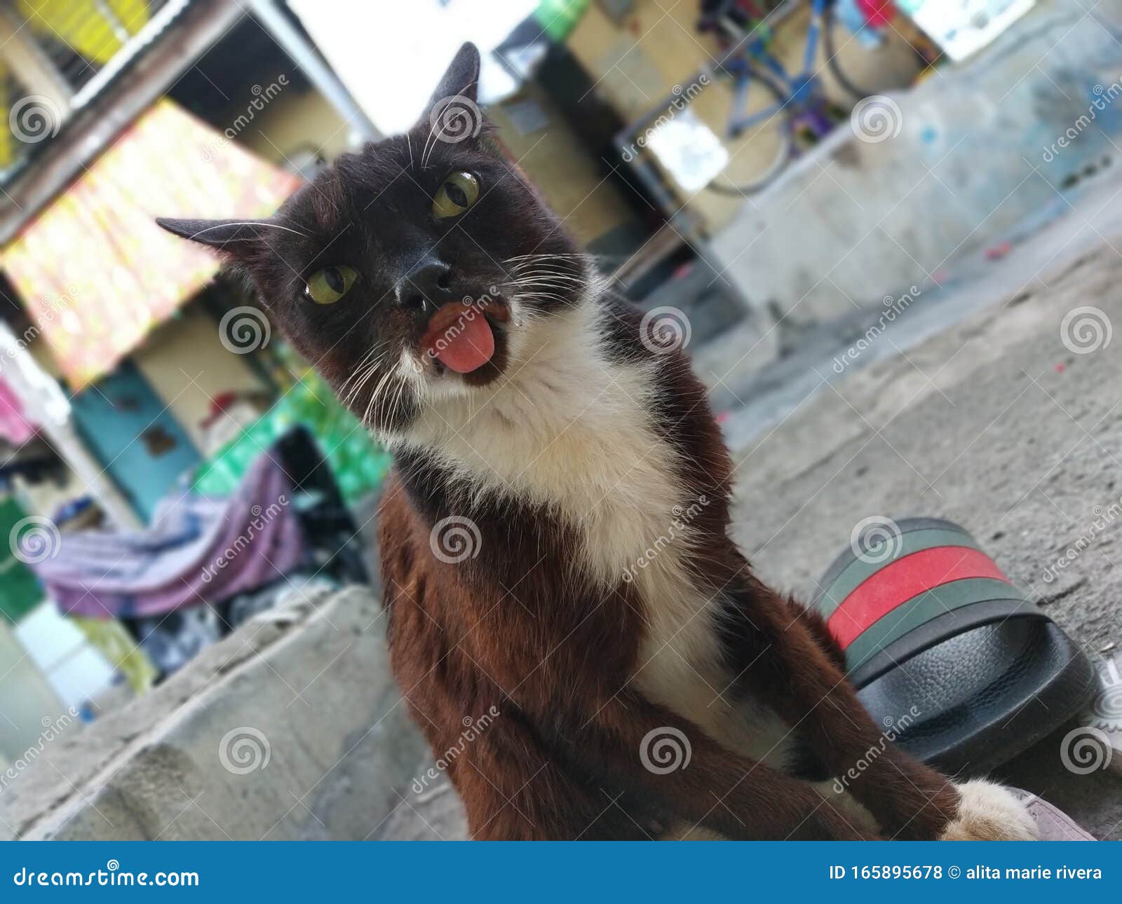 Negro Meowa Cute Catty Bleh Stock Photo - Image of meowa, negro: 165895678
