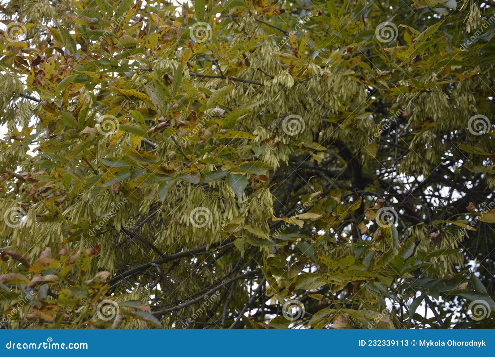 Negundo Maple Pendant .Acer Negundo Tree Box Elder or Ashleaf Maple ...