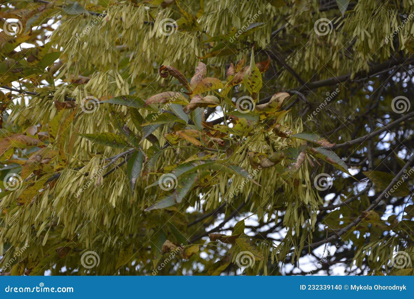 Negundo Maple Pendant .Acer Negundo Tree Box Elder or Ashleaf Maple ...