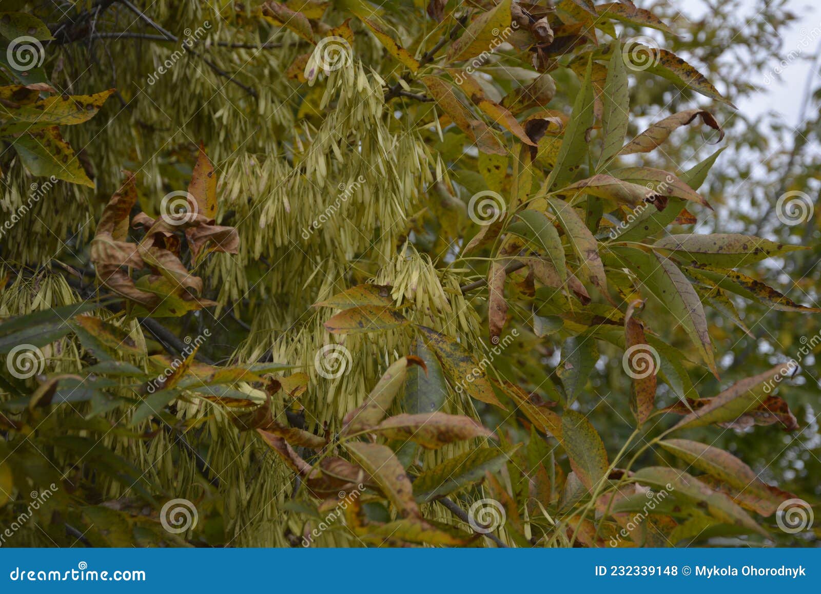 Negundo Maple Pendant .Acer Negundo Tree Box Elder or Ashleaf Maple ...