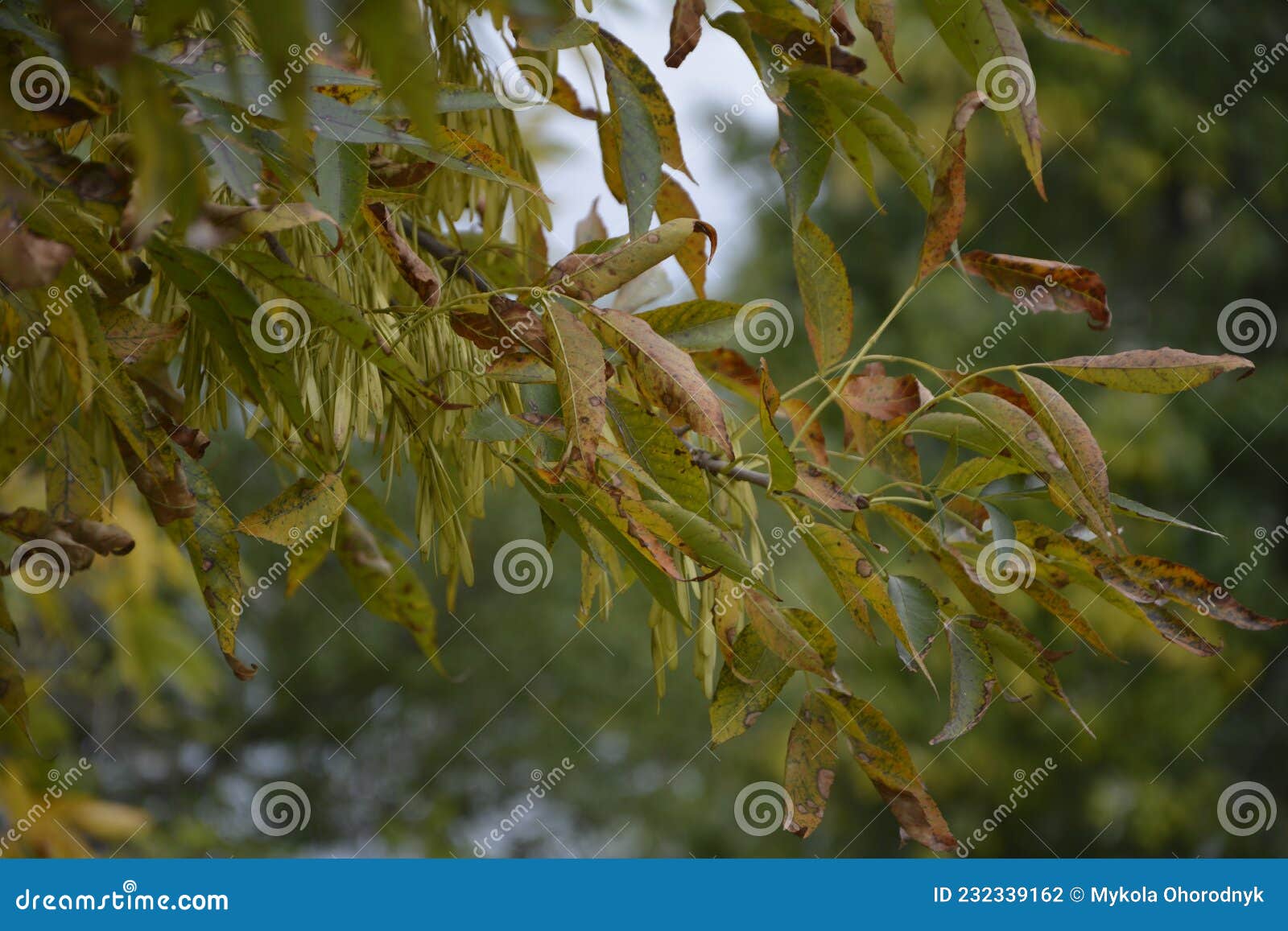Negundo Maple Pendant .Acer Negundo Tree Box Elder or Ashleaf Maple ...