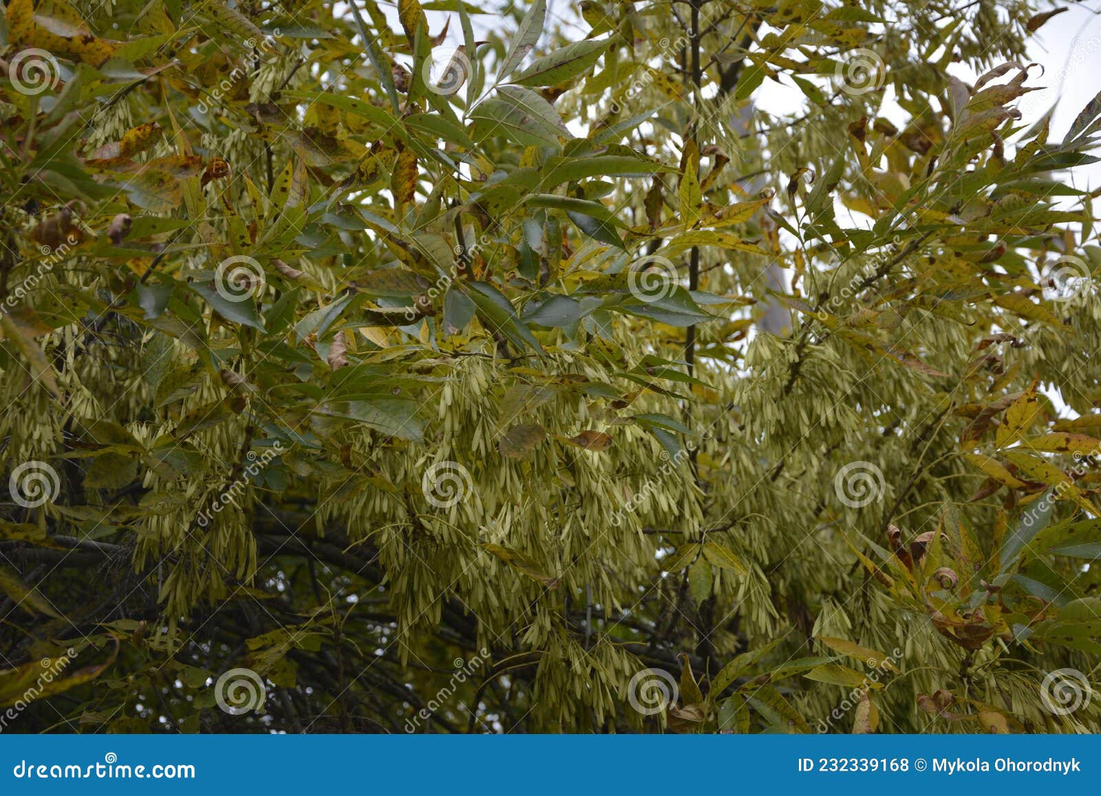 Negundo Maple Pendant .Acer Negundo Tree Box Elder or Ashleaf Maple ...