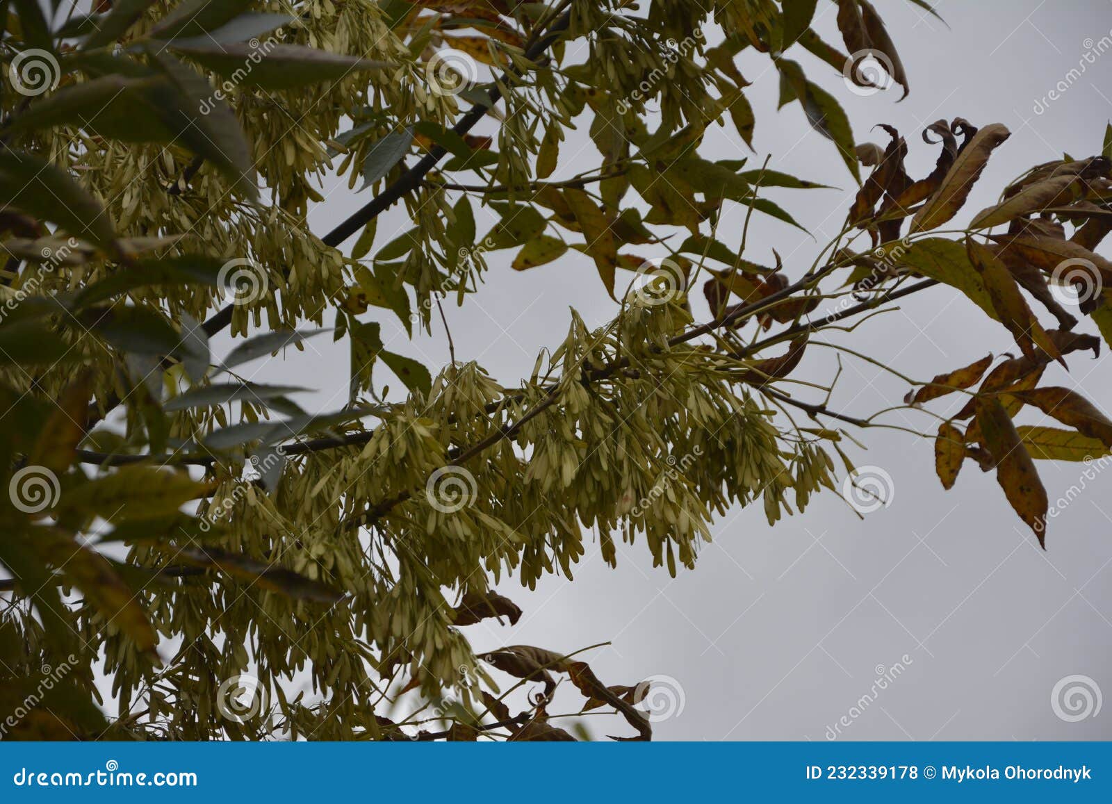 Negundo Maple Pendant .Acer Negundo Tree Box Elder or Ashleaf Maple ...