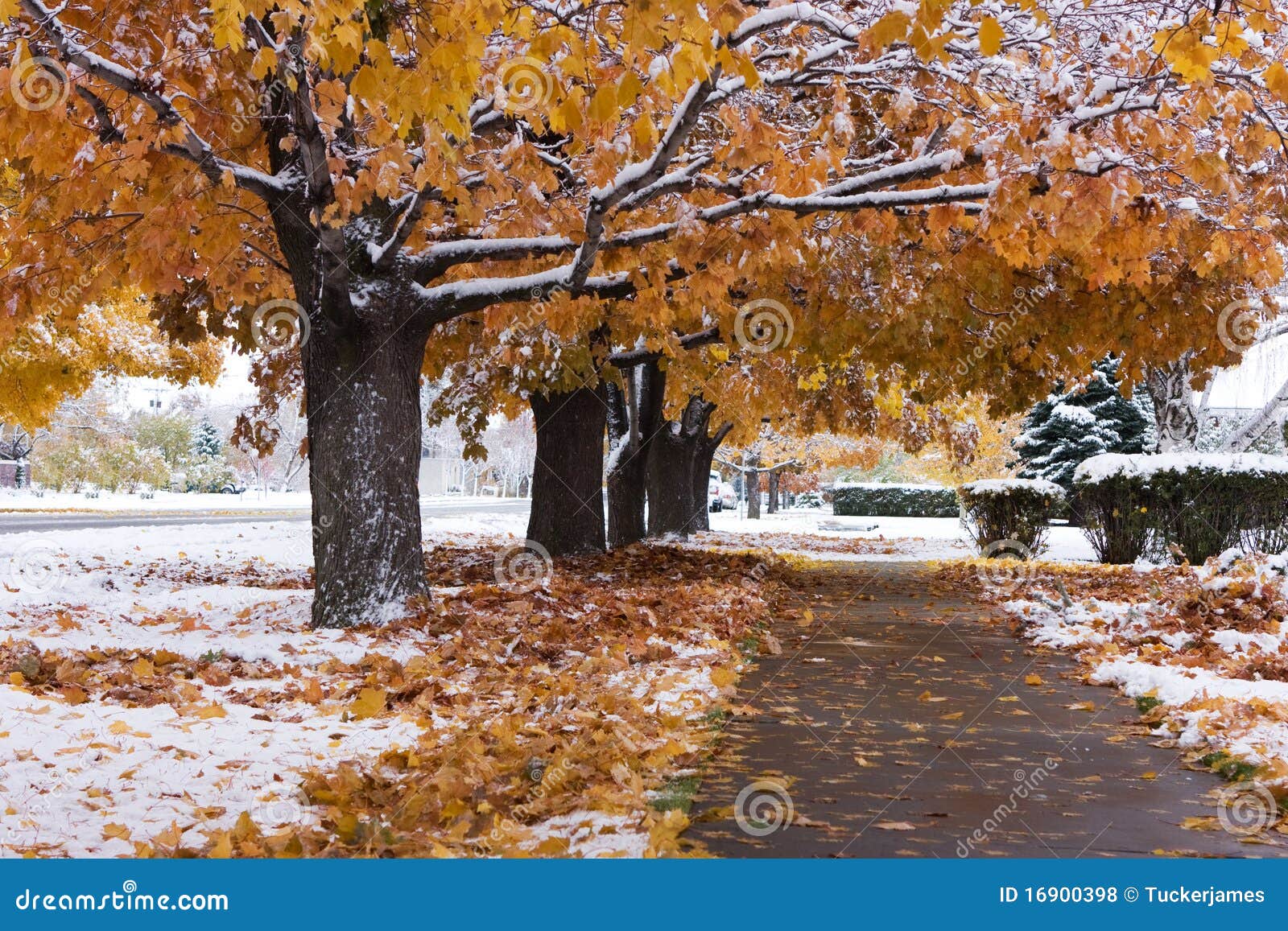 Neige D'automne Photos libres de droits - Image: 16900398