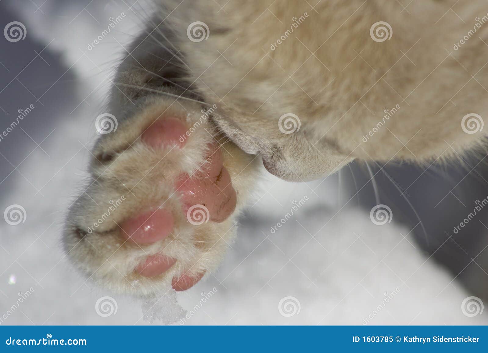 Neige De Nettoyage De Chat De Sa Patte Image stock - Image du bronzage ...