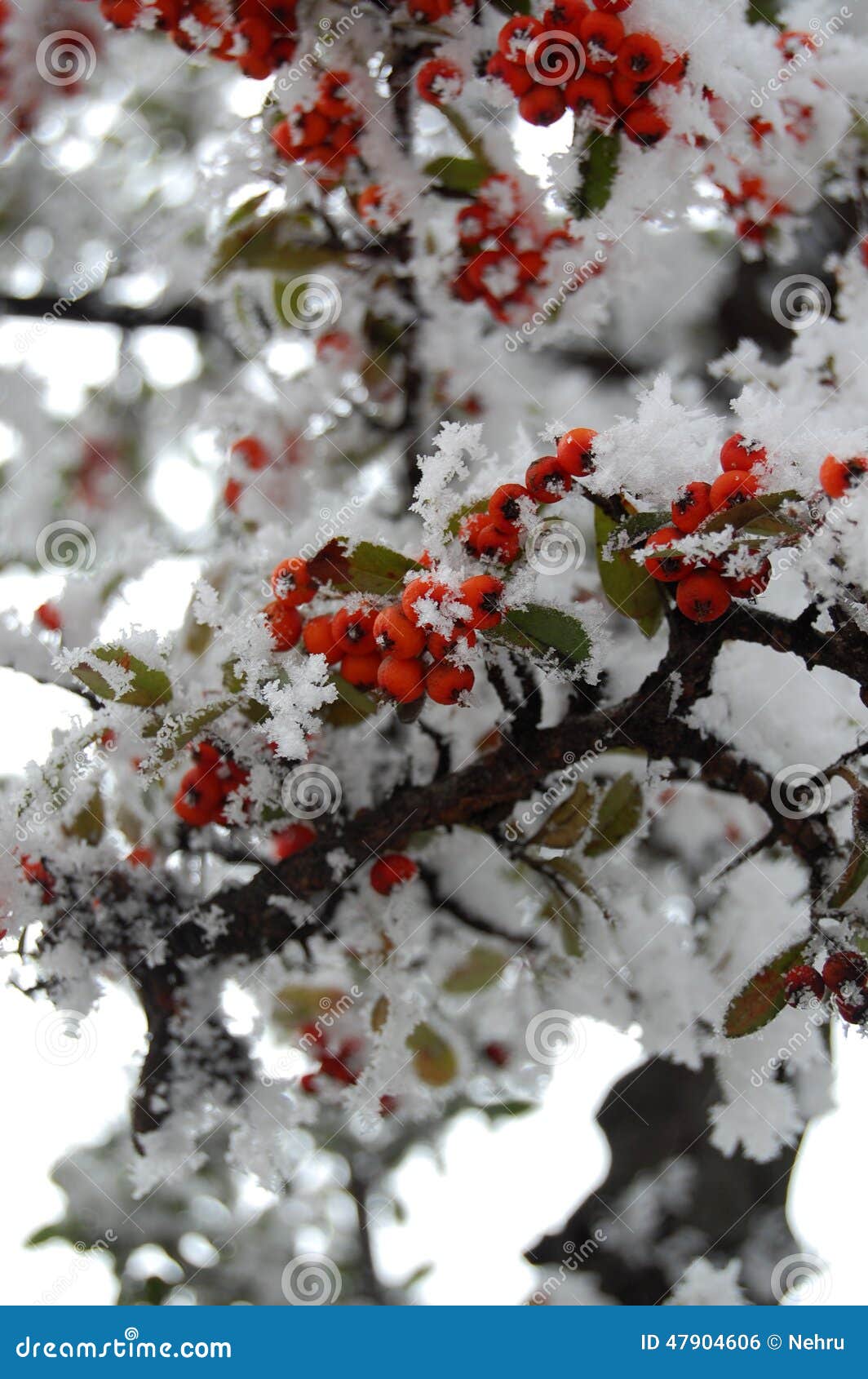 Neige Rouge De Rowan Berries Covered with Fresh Photo stock - Image du ...