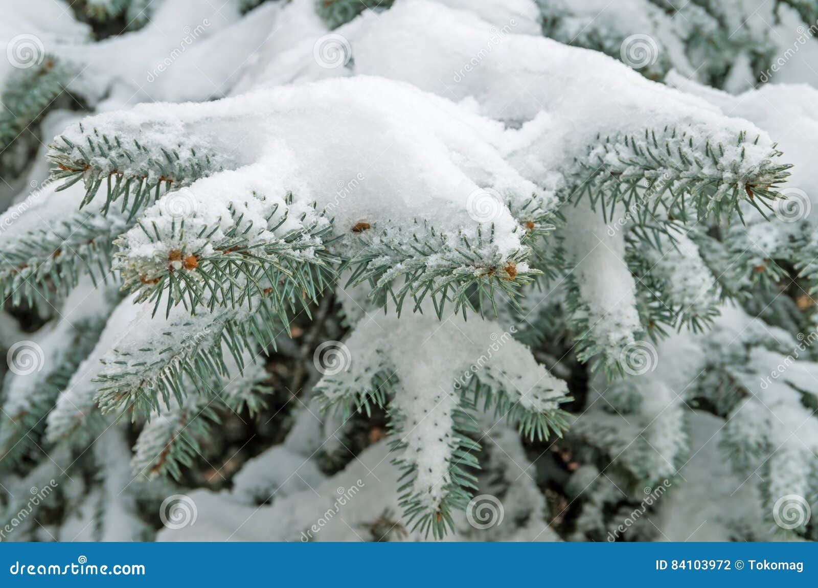 Neige sur le sapin photo stock. Image du célébrez, ornement - 84103972