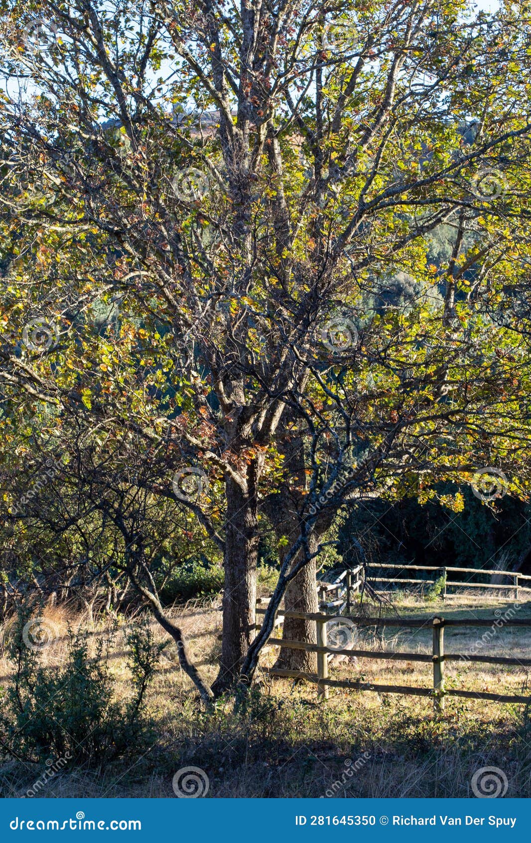 Neighbor Trees Talk Over the Fence Stock Photo - Image of scenario ...