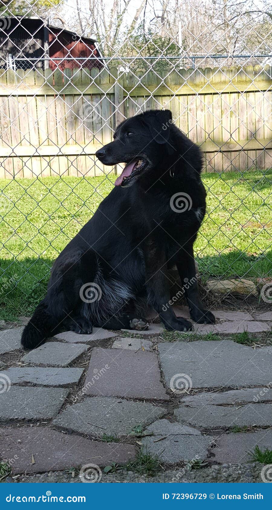 Neighborhood Watchdog stock image. Image of watchdog - 72396729