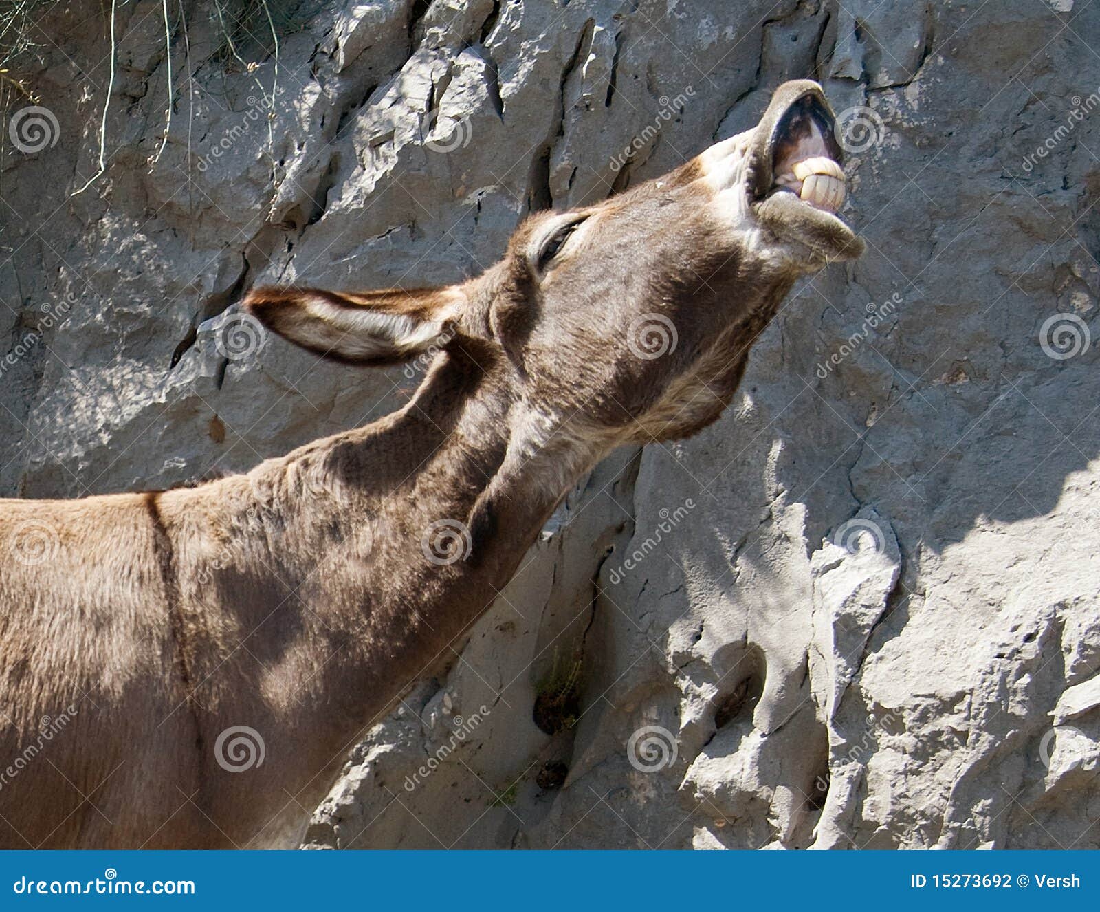 Neighing donkey stock photo. Image of donkey, herbivorous - 15273692
