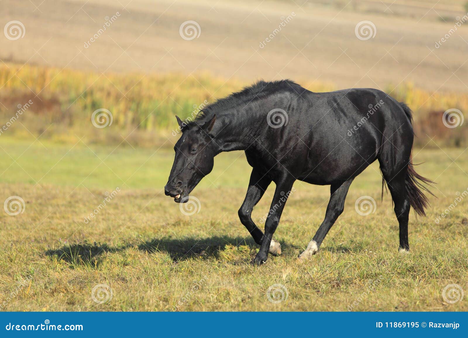 Neighing horse stock image. Image of autumn, field, mane - 11869195