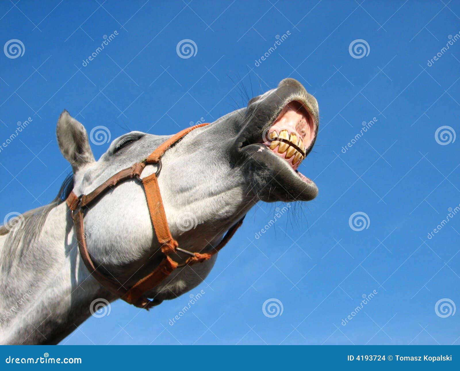 Neighing horse stock photo. Image of teeth, grey, smile - 4193724