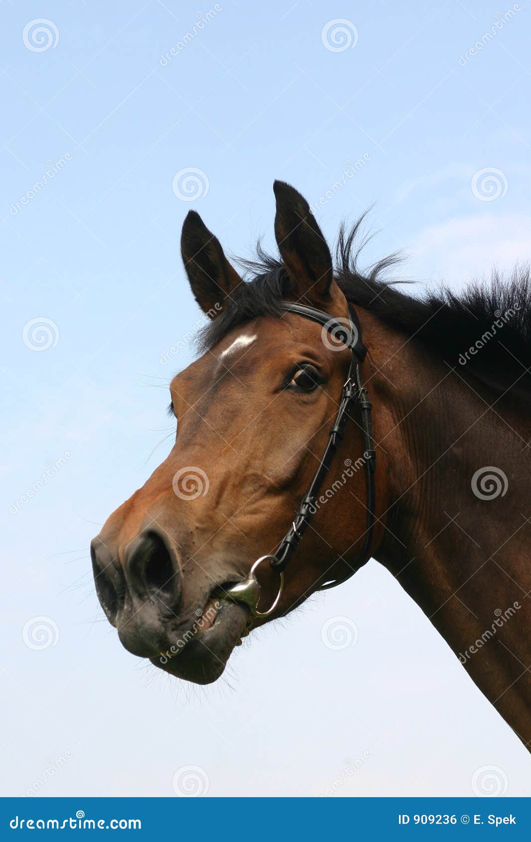 Neighing Horse Stock Photography | CartoonDealer.com #909236