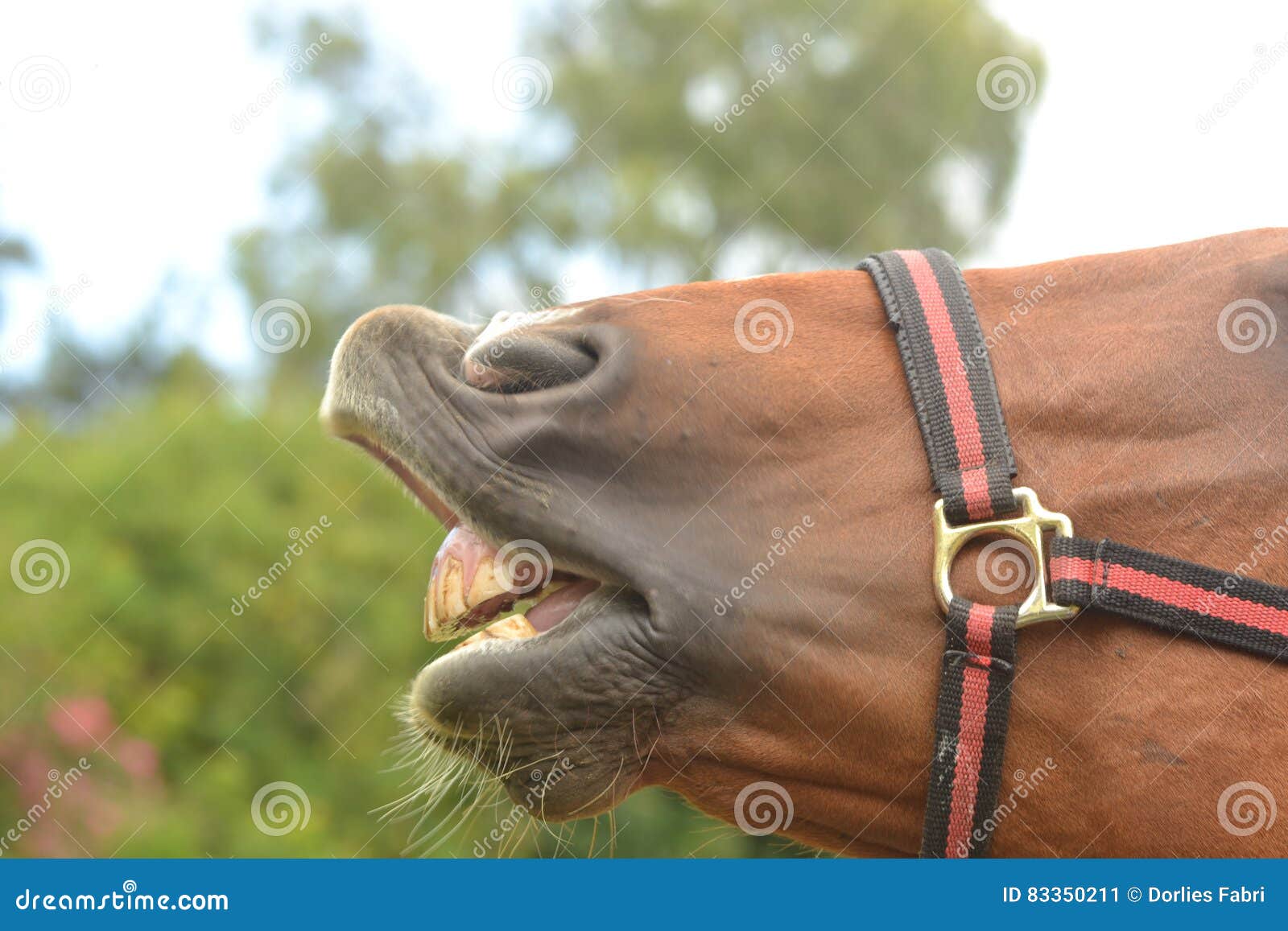Neighing Horse. Stock Photo | CartoonDealer.com #55451868