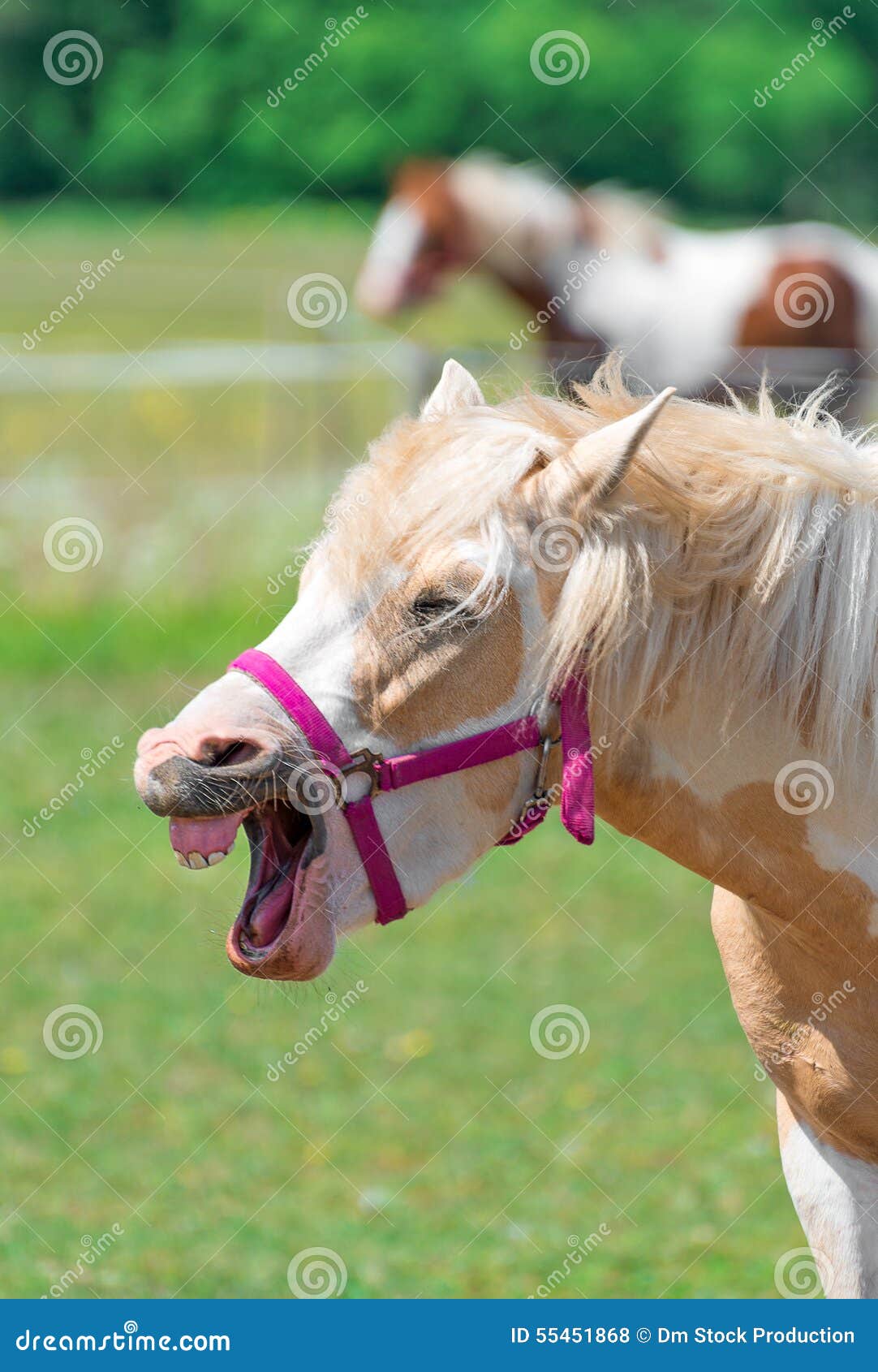 Neighing Horse. Stock Photography | CartoonDealer.com #55452404