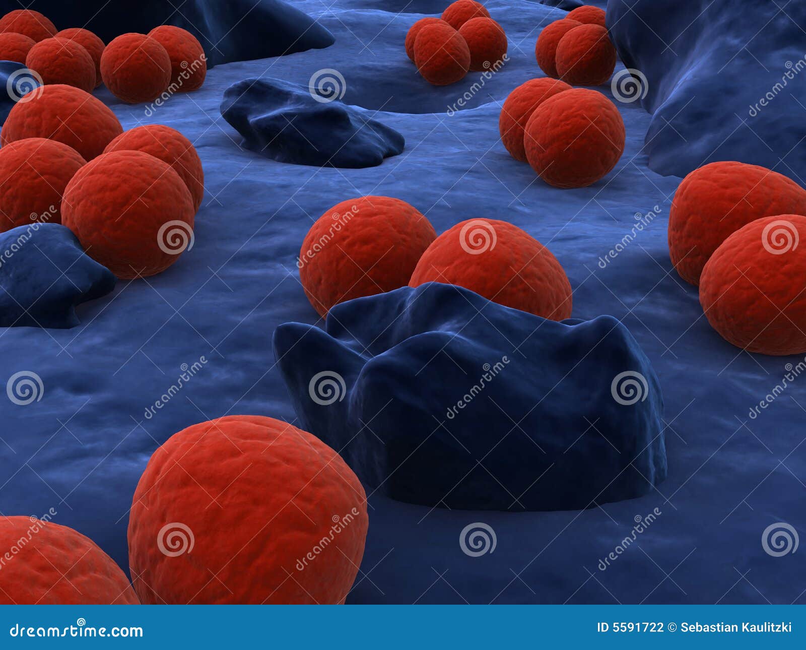 Neisseria gonorrhoeae stock illustration. Illustration of illness - 5591722