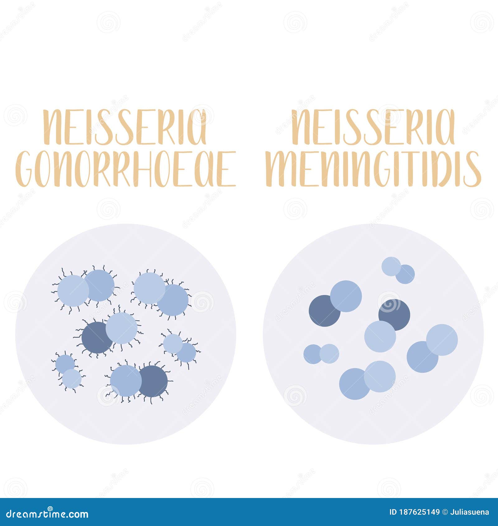 Neisseria Gonorrhoeae, Neisseria Meningitidis, Pathogen. Spherical ... Neisseria Gonorrhoeae, Neisseria Meningitidis, Pathogen. Spherical ...