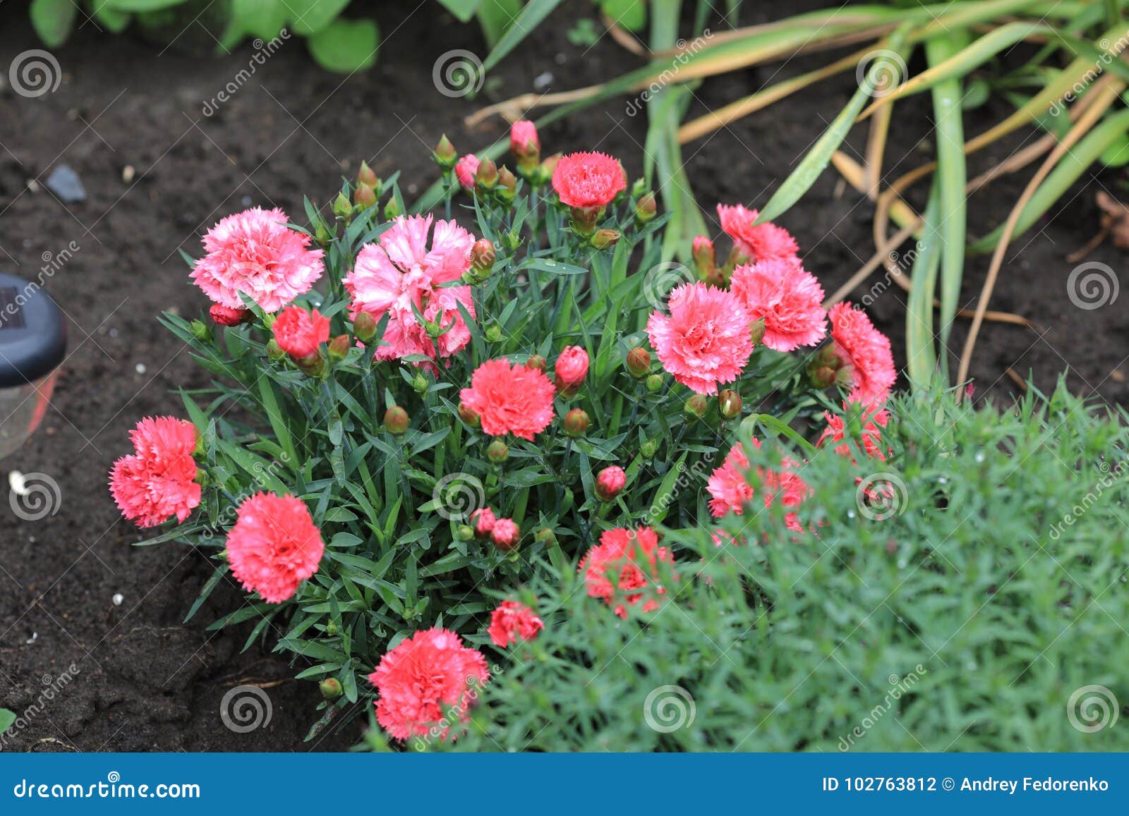 Nejlika arkivfoto. Bild av förälskelse, symbol, vinnarear - 102763812