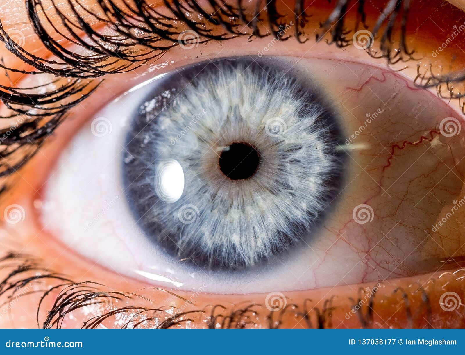 Blood Iris (Iris Sanguinea) Iridaceae Stock Photo | CartoonDealer.com ...