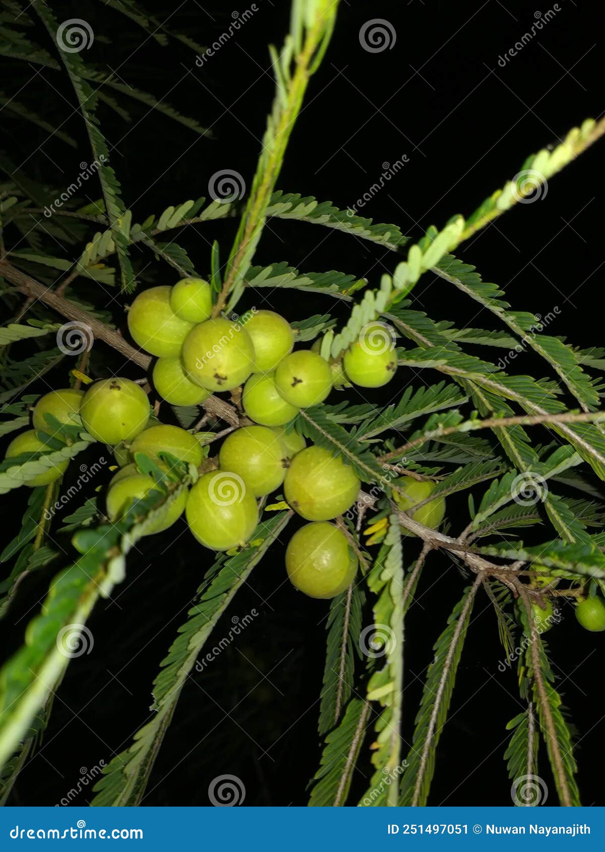 Nelli stock image. Image of fruit, nelli, nature, herbal - 251497051