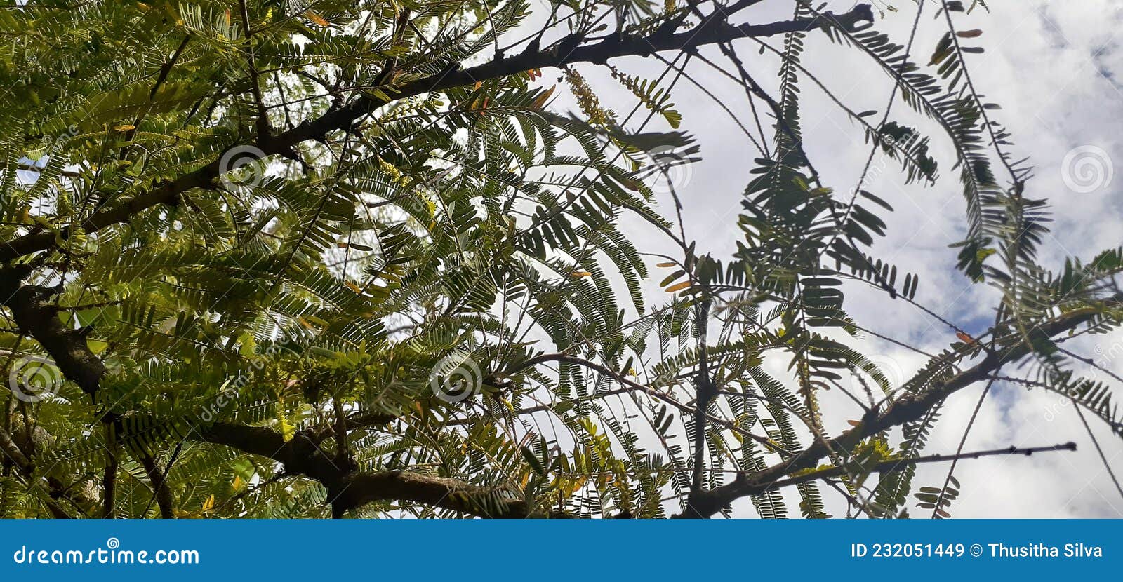 Nelli Tree Green Natural Leaf Stock Image - Image of leaf, natural ...