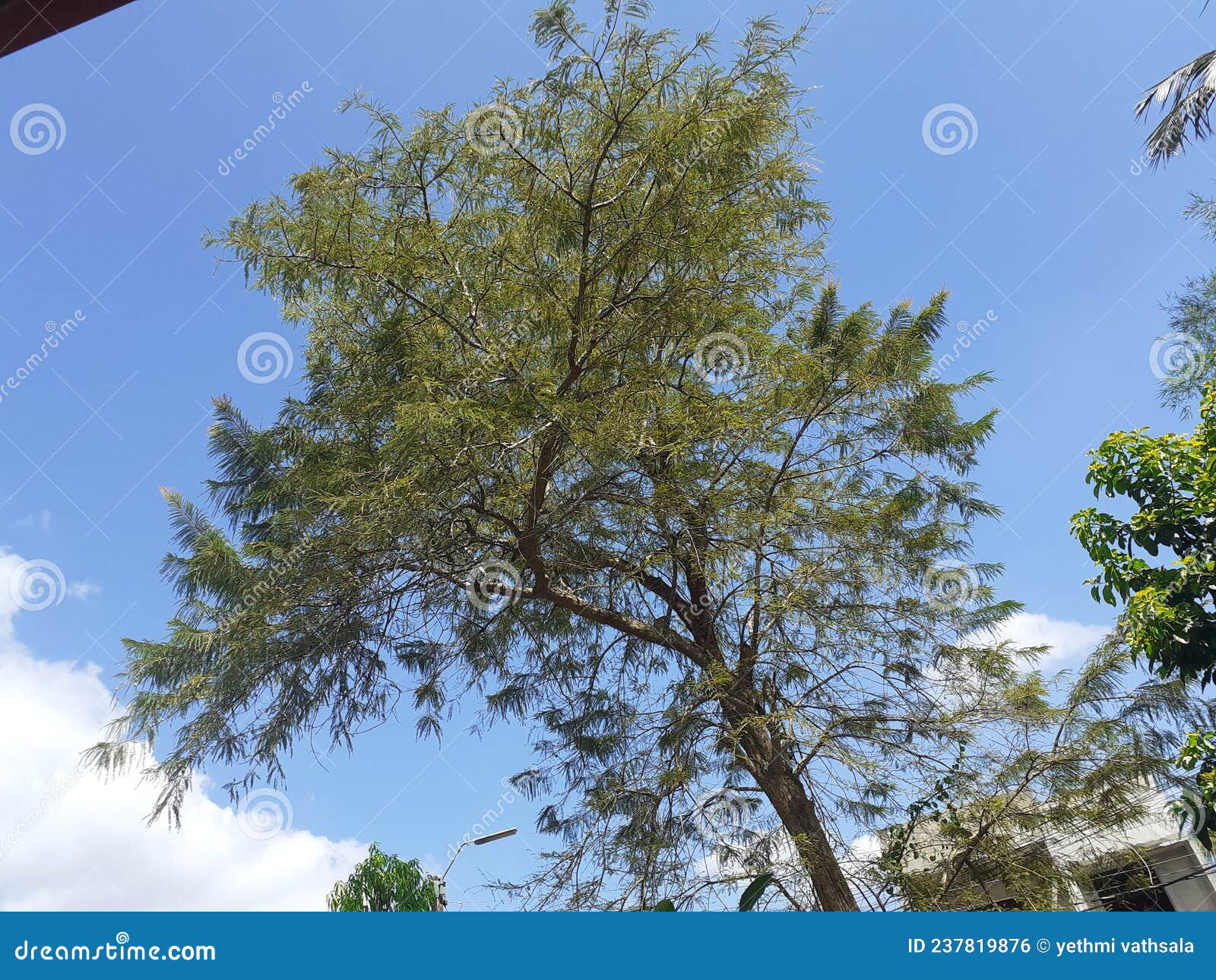 Nellie tree stock photo. Image of nellie, beautiful - 237819876