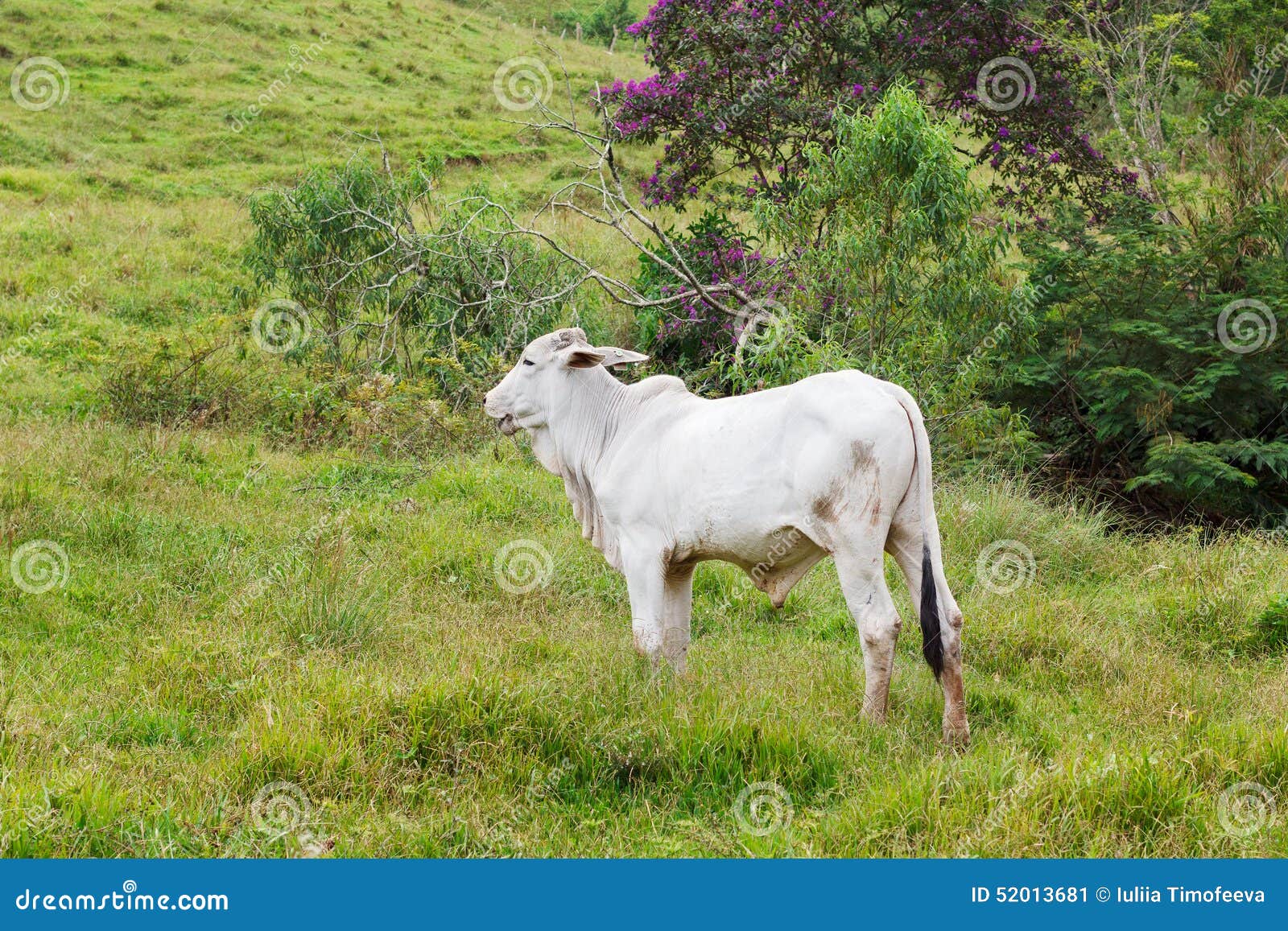 Nellore - Brazilian Beef Cattle in Mountains, White Bul Stock Image ...
