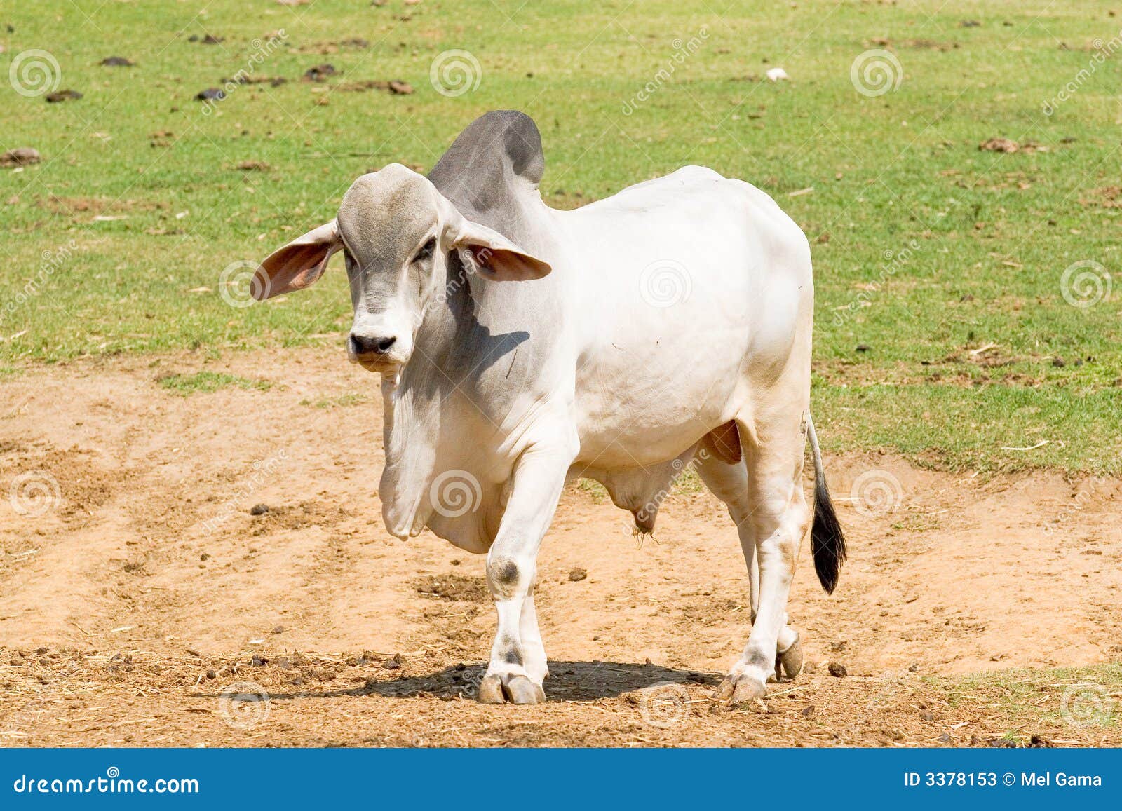Nelore Bull stock image. Image of descent, origin, race - 3378153