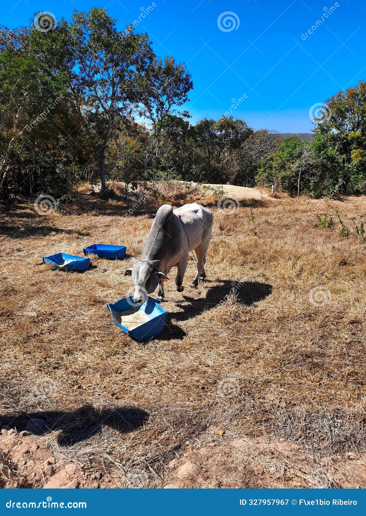 Beautiful Nelore Cattle Eating Feed Stock Image - Image of gado ...