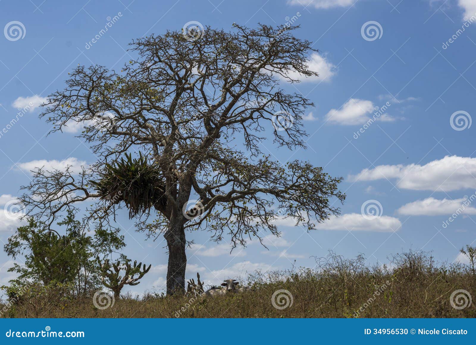 Nelore Bulls Relax in the Caating Stock Photo - Image of road, cattle ...