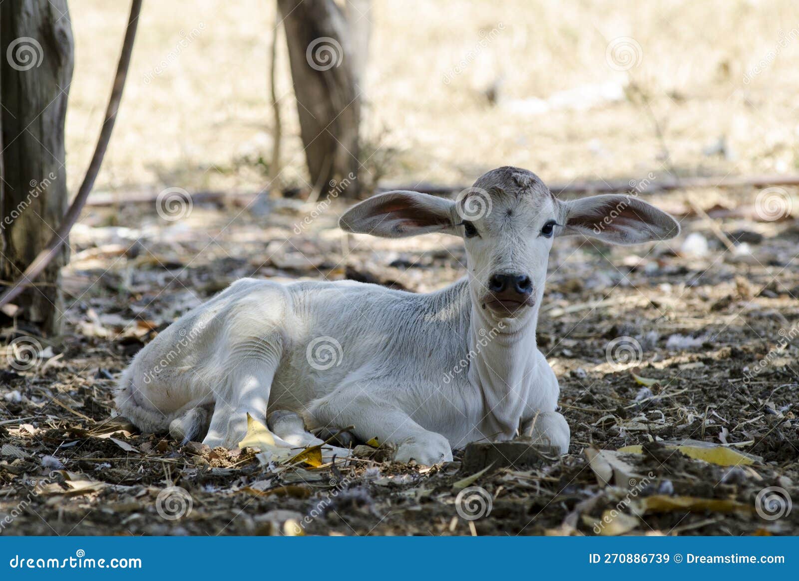Nelore Cattle Calf Looking at the Camera Stock Image - Image of feeding ...