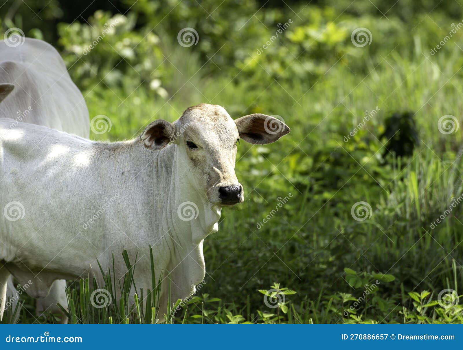 Nelore Cattle Calf on Pasture Stock Image - Image of care, farming ...