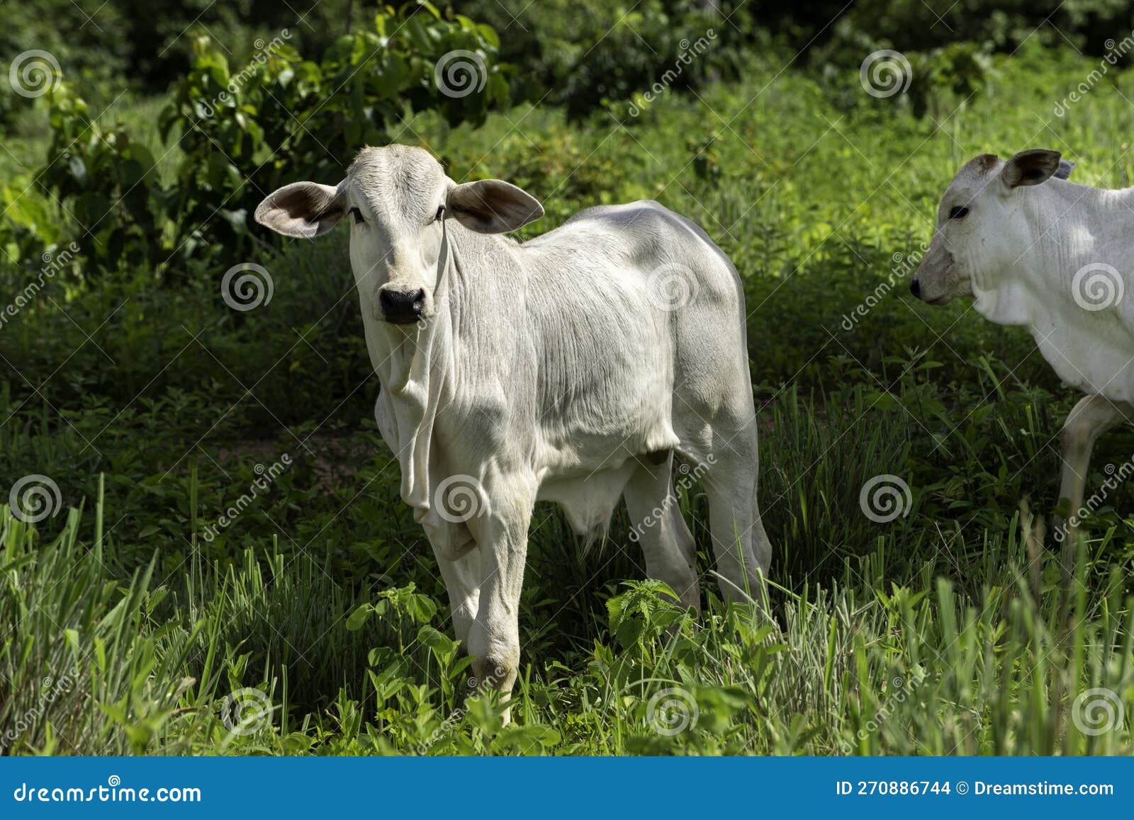 Nelore Cattle Calf on Pasture Stock Photo - Image of farmland, farm ...