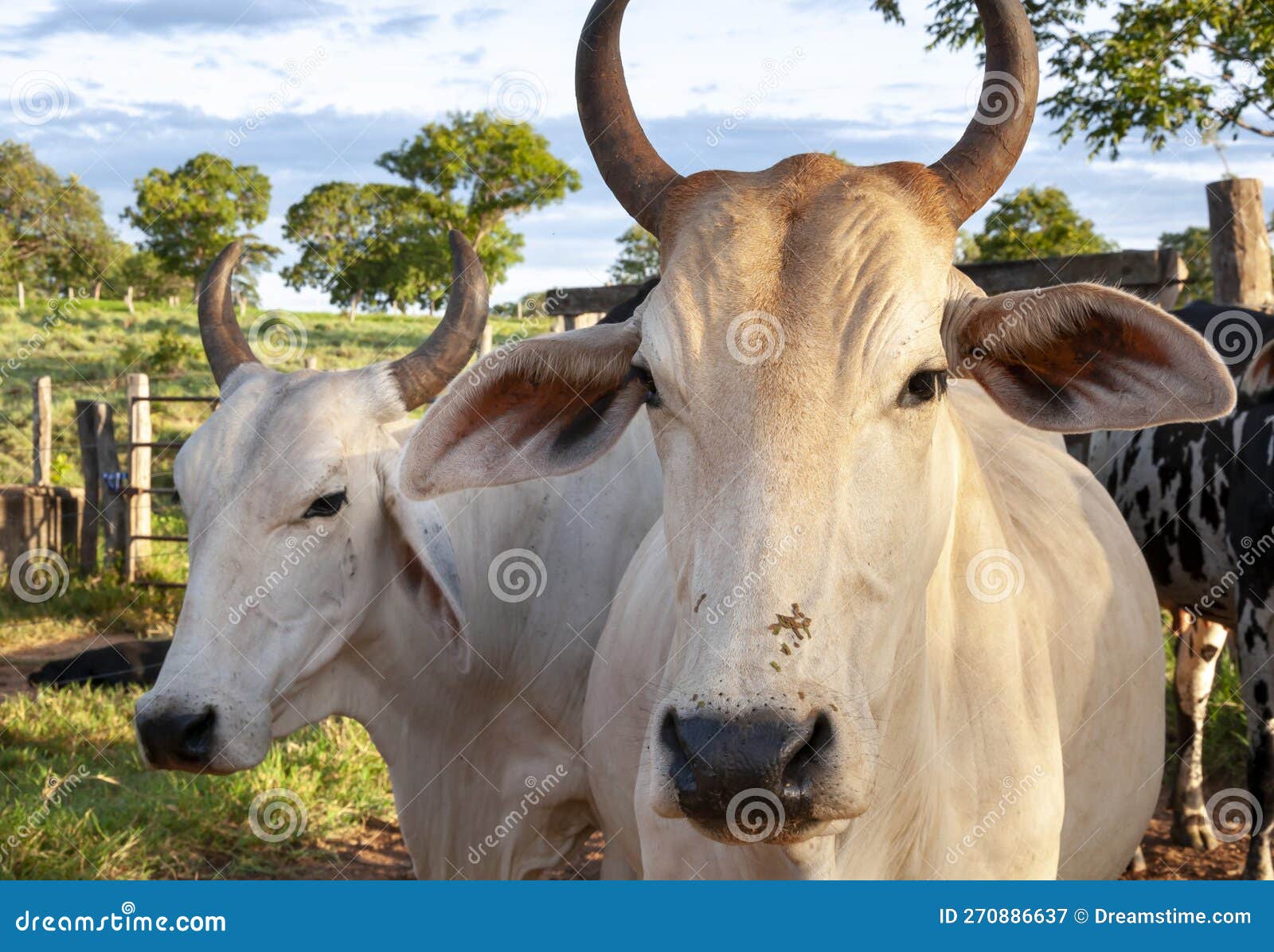 Nelore Cattle in Corral, White Cow Stock Image - Image of taurus ...