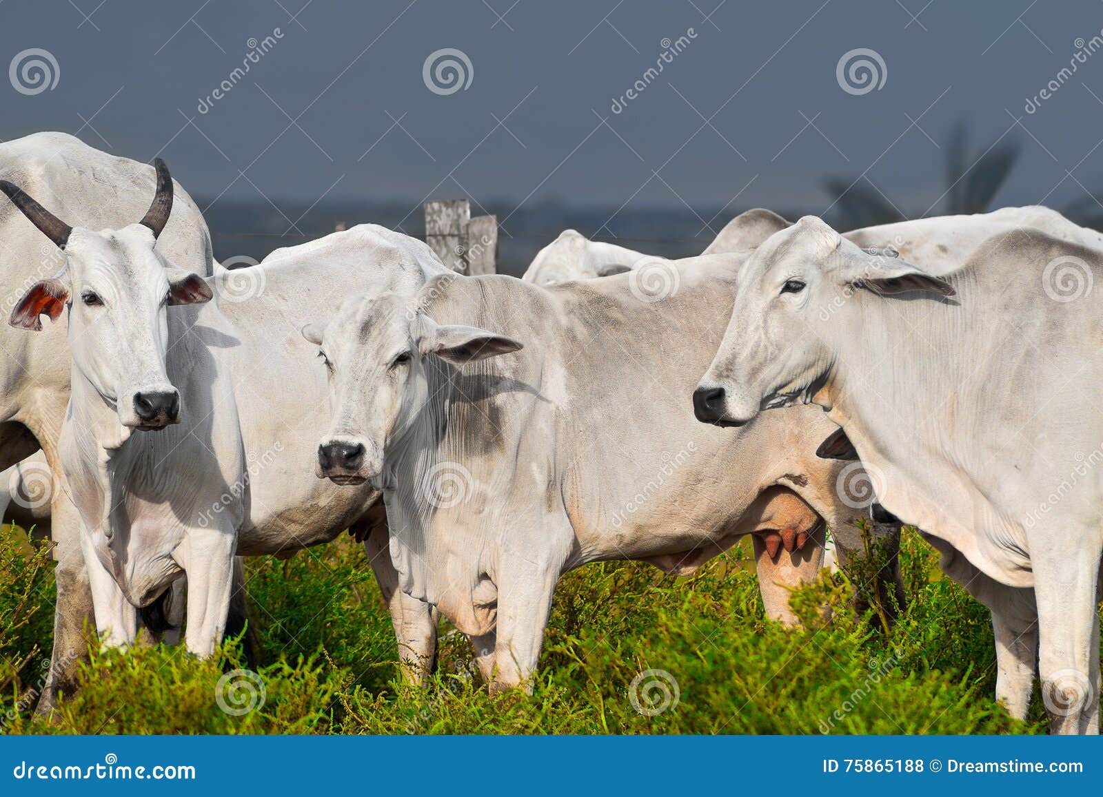 Nelore cattle stock photo. Image of mammal, farming, animal - 75865188