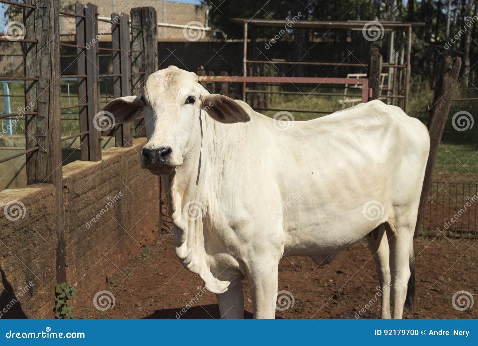 Nelore Cattle on farm stock photo. Image of landscape - 92179700