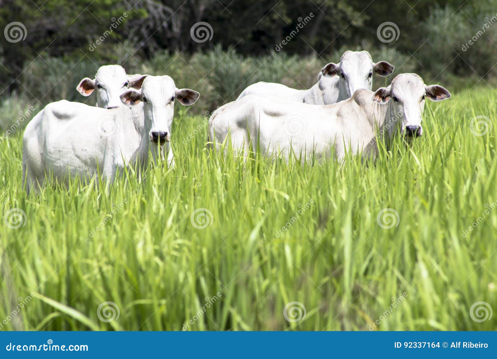 Nelore Cattle Stock Photography | CartoonDealer.com #92337164