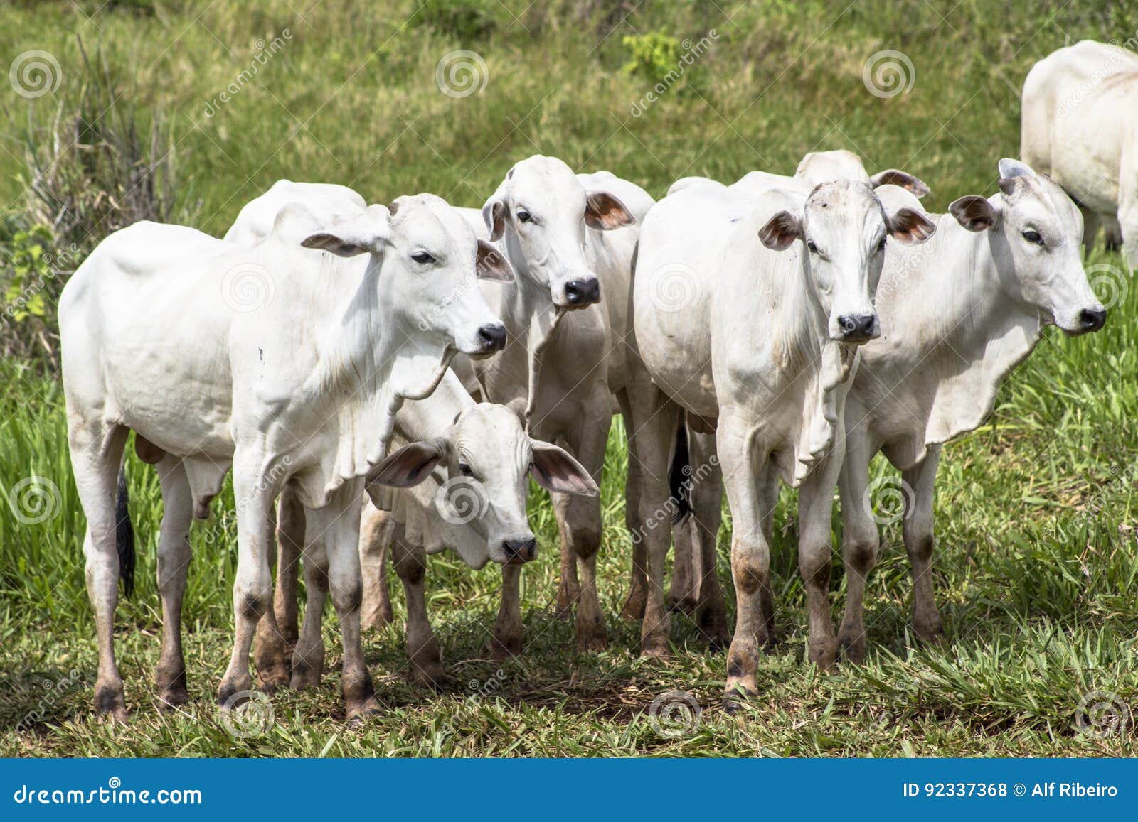 Nelore cattle stock photo. Image of outdoor, grass, environment - 92337368