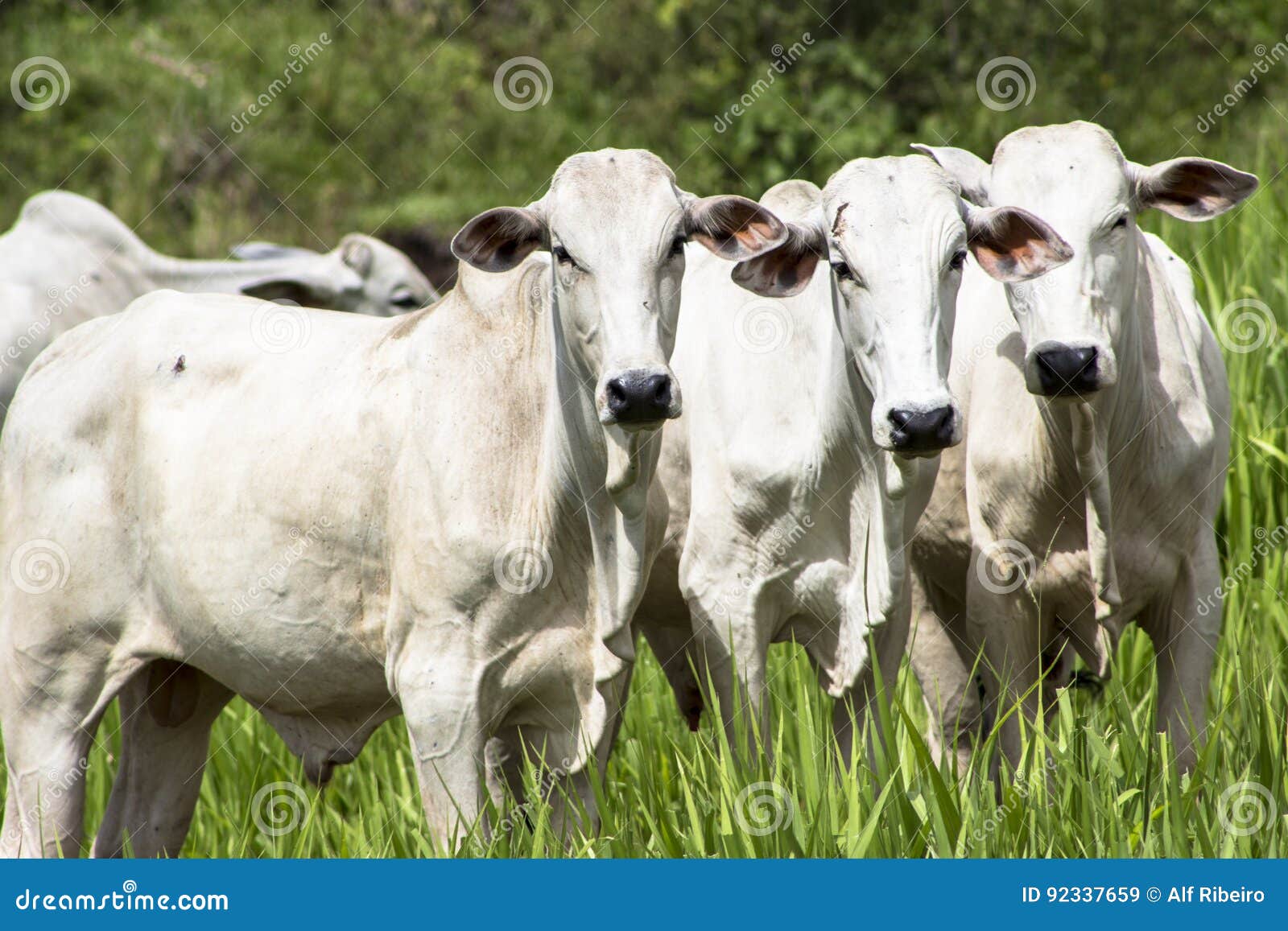Nelore cattle stock image. Image of doesticated, outdoor - 92337659