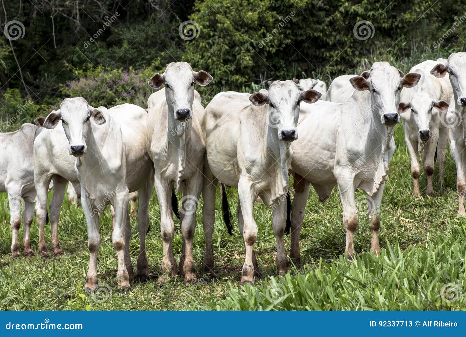 Nelore cattle stock image. Image of domestic, farm, meadow - 92337713