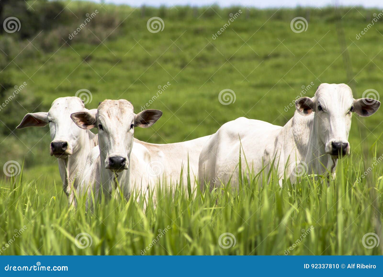 Nelore cattle stock photo. Image of outdoors, environment - 92337810