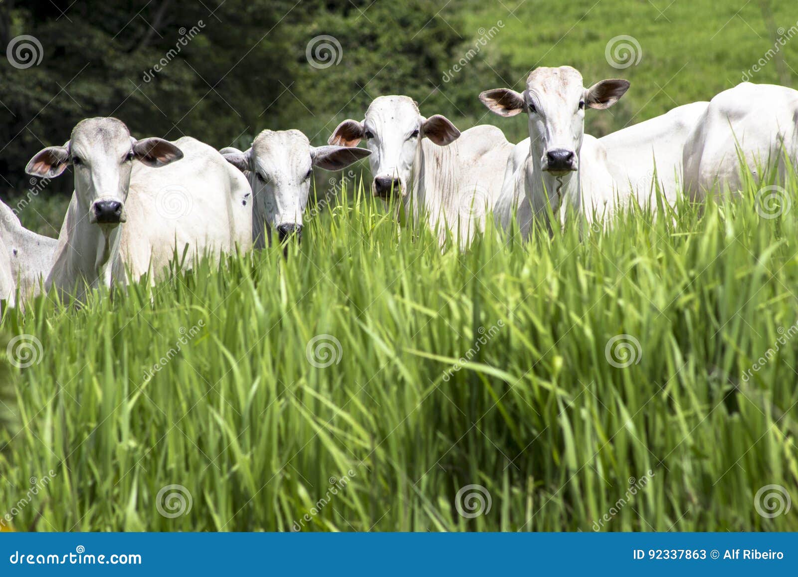 Nelore cattle stock image. Image of economy, outdoor - 92337863