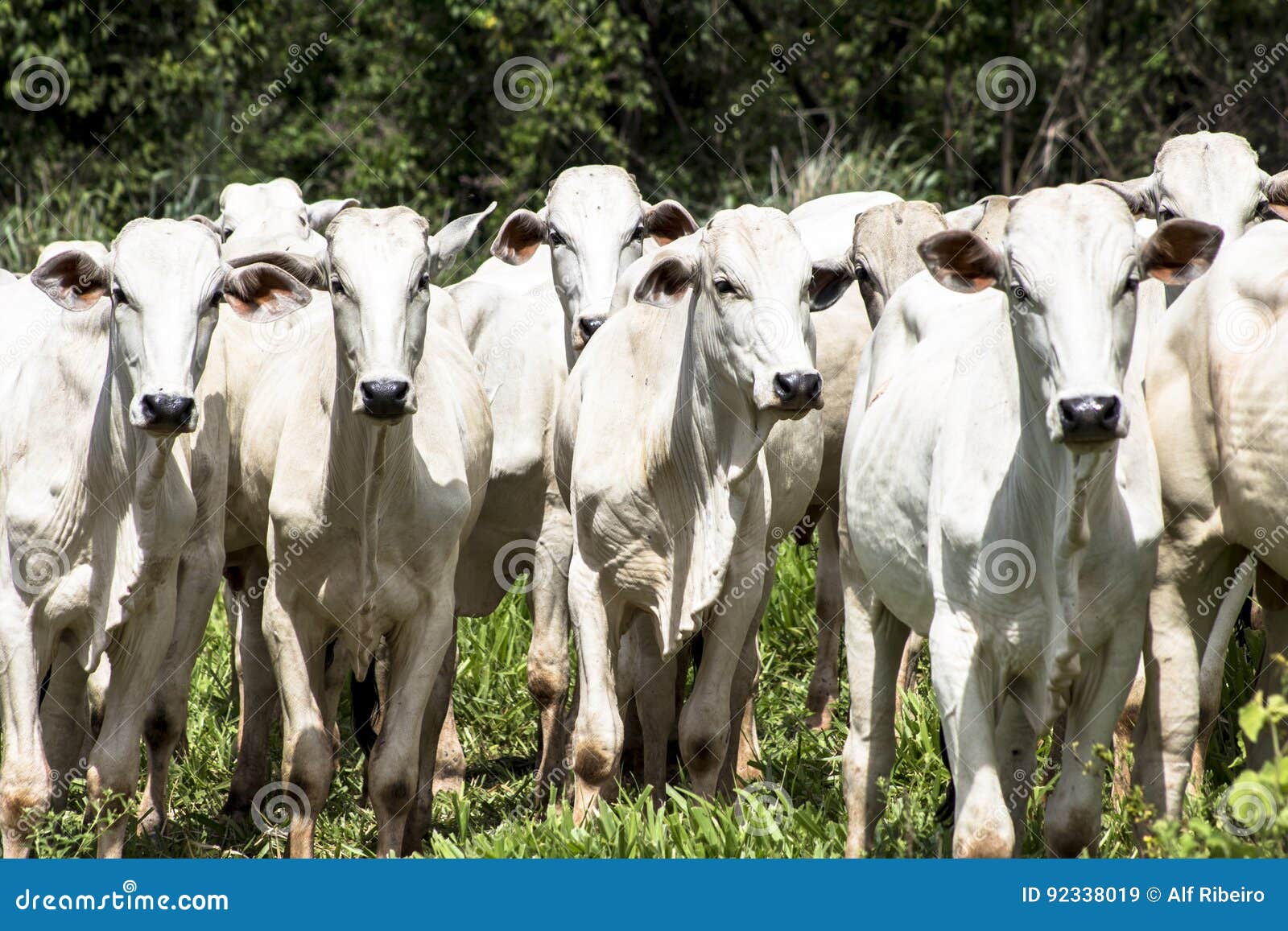 Nelore cattle stock image. Image of animal, meadow, agricultural - 92338019