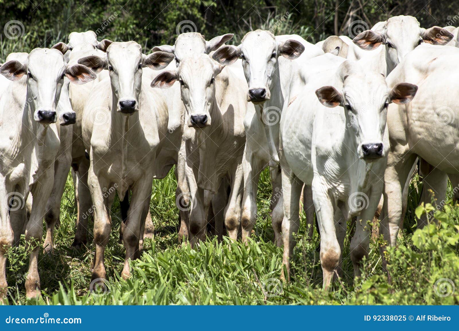 Nelore cattle stock image. Image of meadow, brazil, farm - 92338025