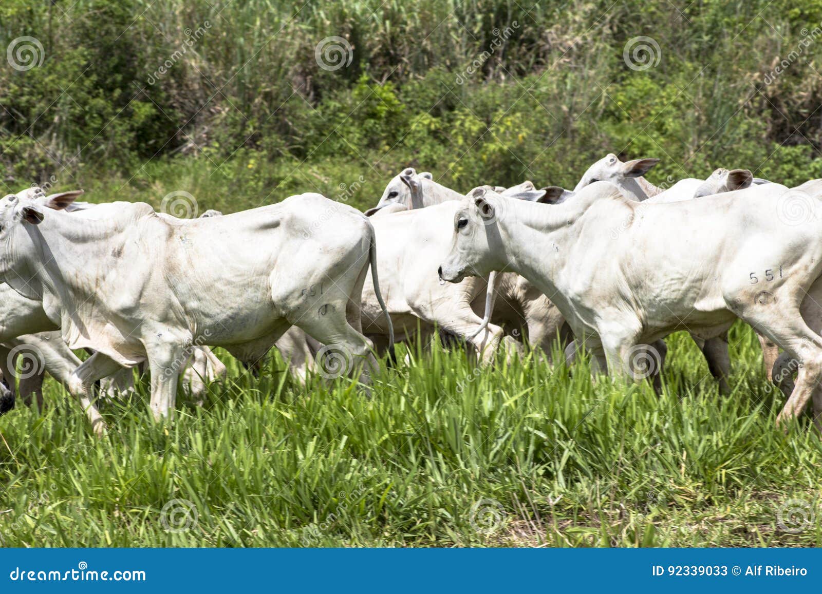 Nelore cattle stock image. Image of nature, america, cattle - 92339033